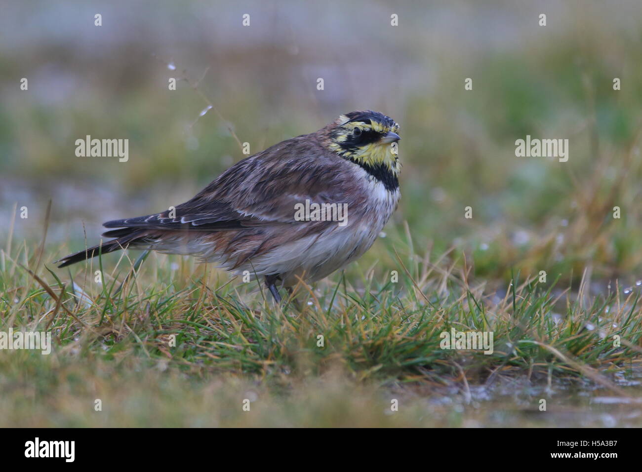 Larks uk hi-res stock photography and images - Alamy