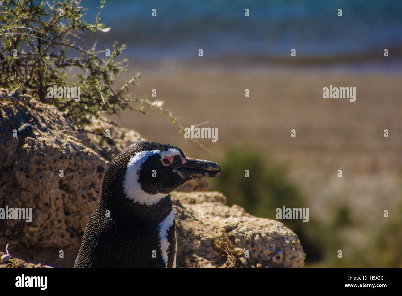 Valdes peninsula, Argentina Stock Photo - Alamy