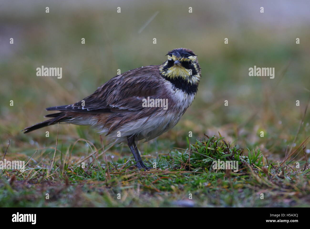 Larks uk hi-res stock photography and images - Alamy
