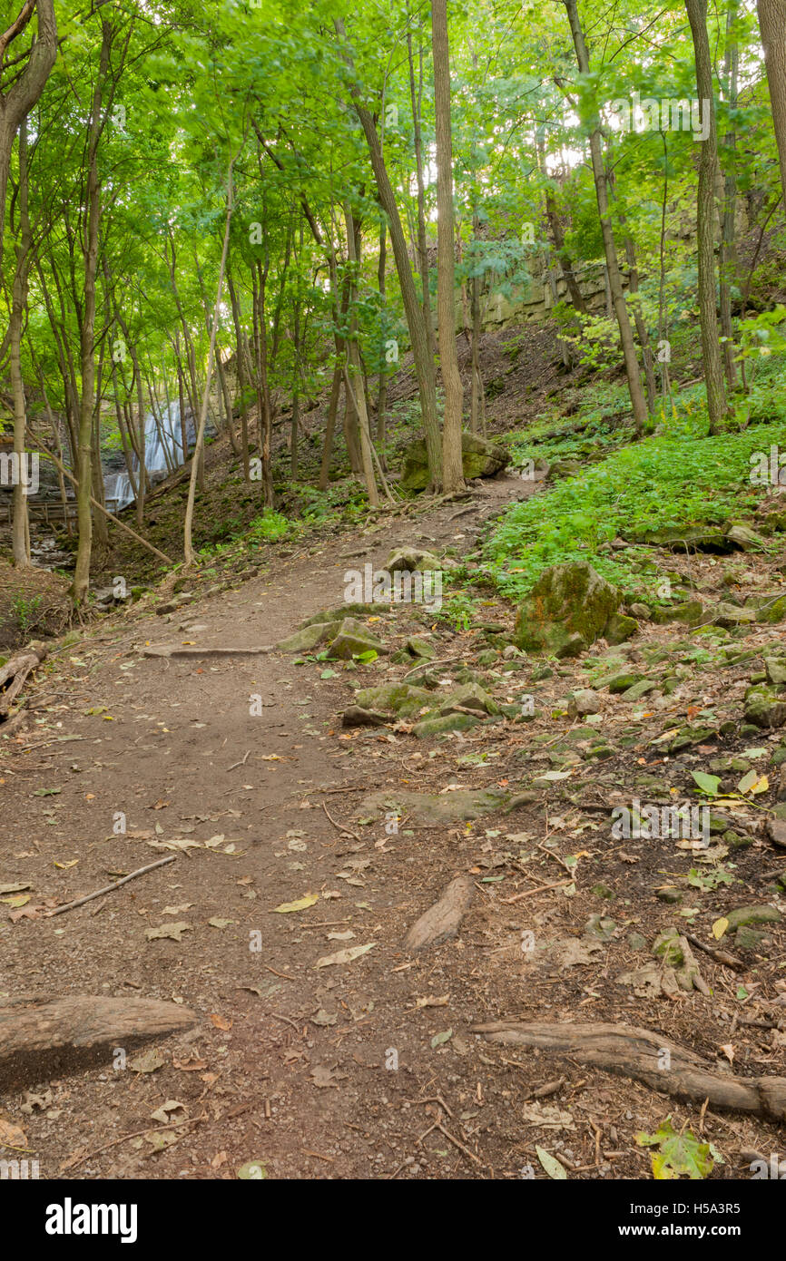 Dirt path leading deep into the woods with a waterfall and low cliff ...