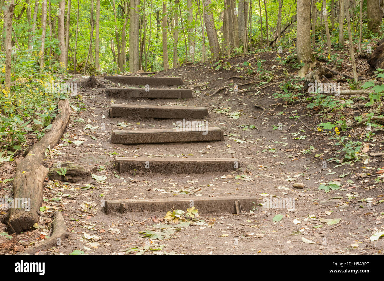 Steps along a dirt path leading up further intothe woods Stock Photo ...