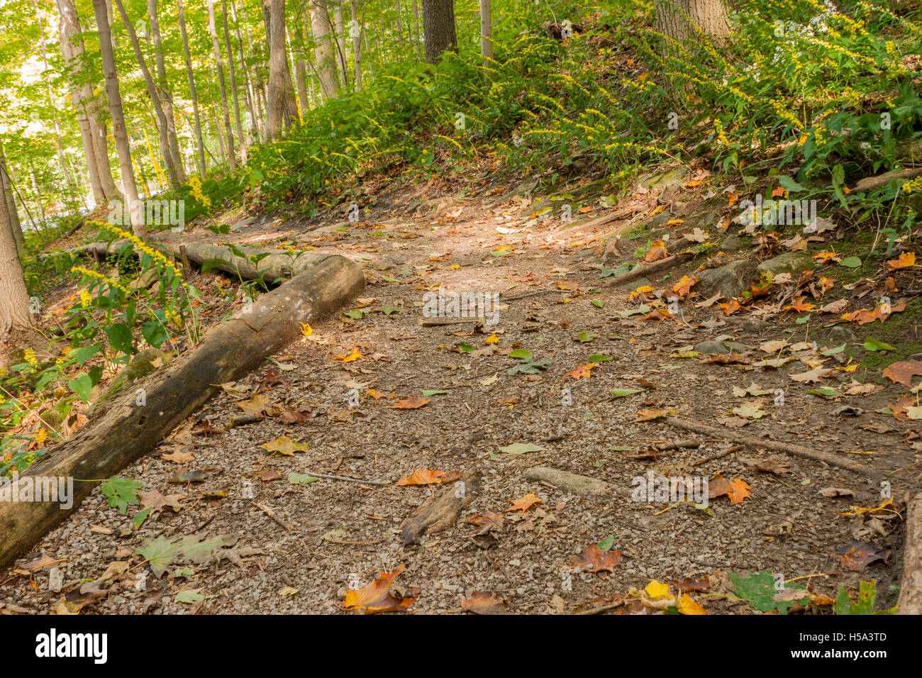Tree lined path rocks hi-res stock photography and images - Alamy