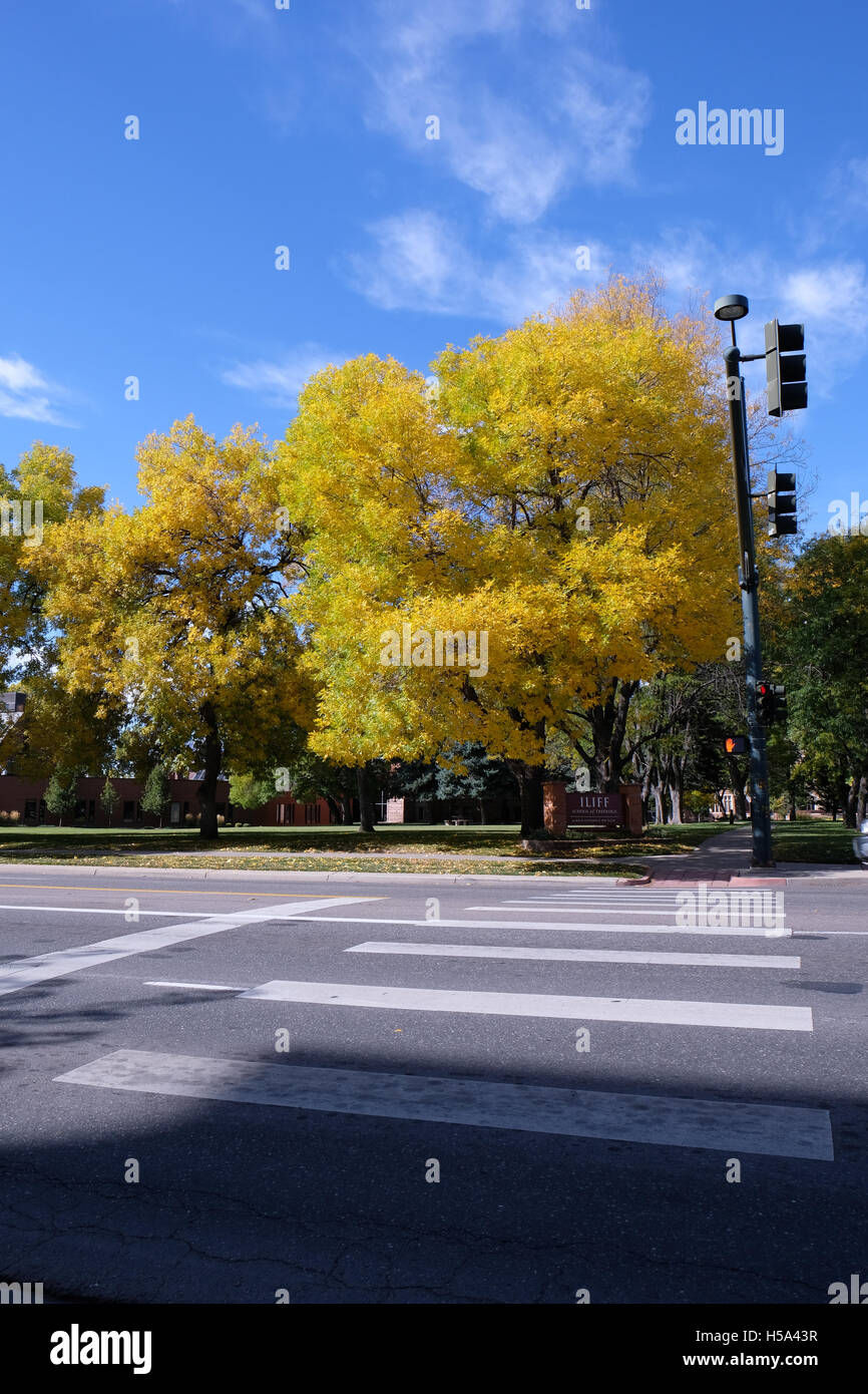 Crosswalk and trees hi-res stock photography and images - Alamy