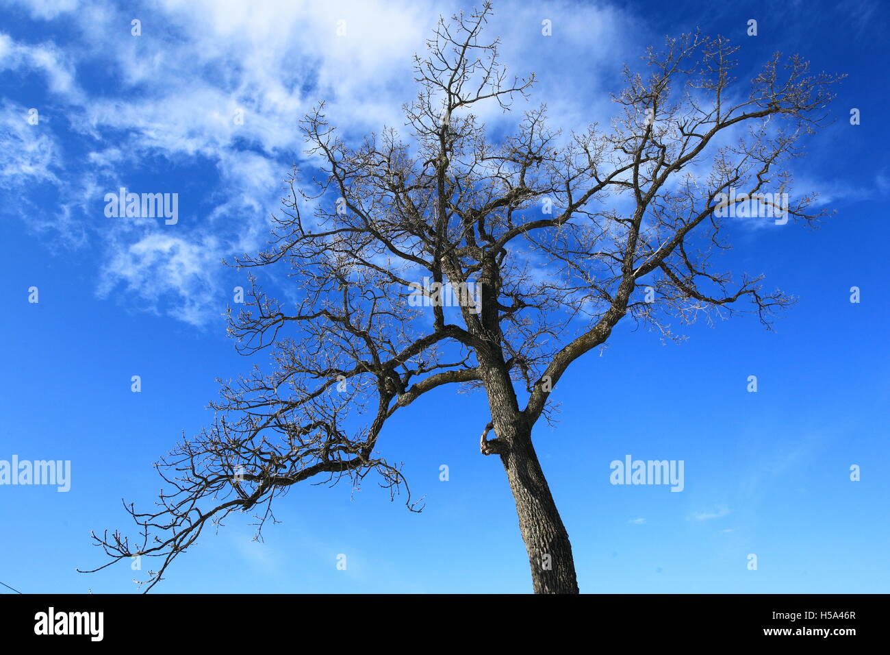 Dead tree and the blue sky Stock Photo - Alamy