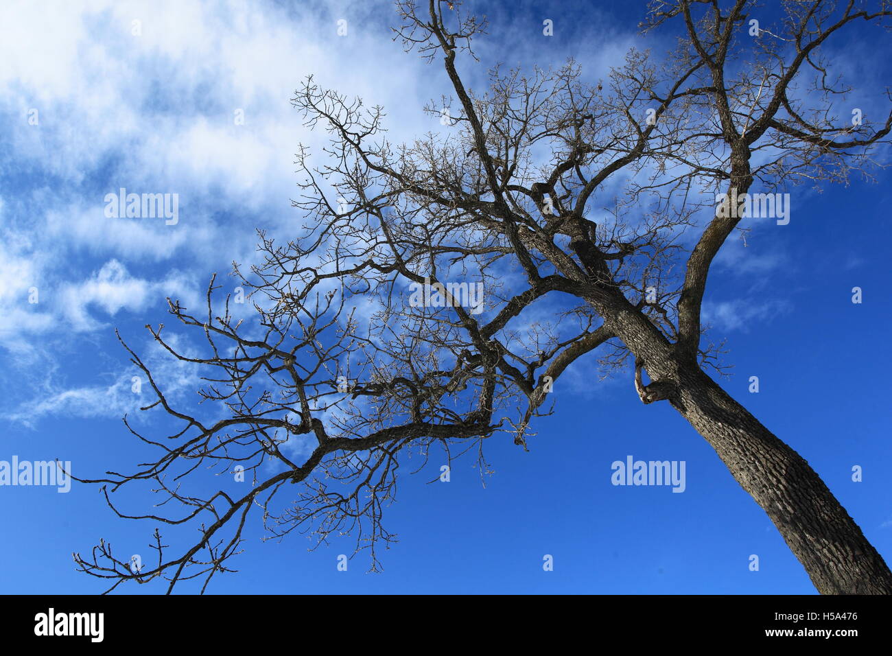 Dead tree and the blue sky Stock Photo - Alamy