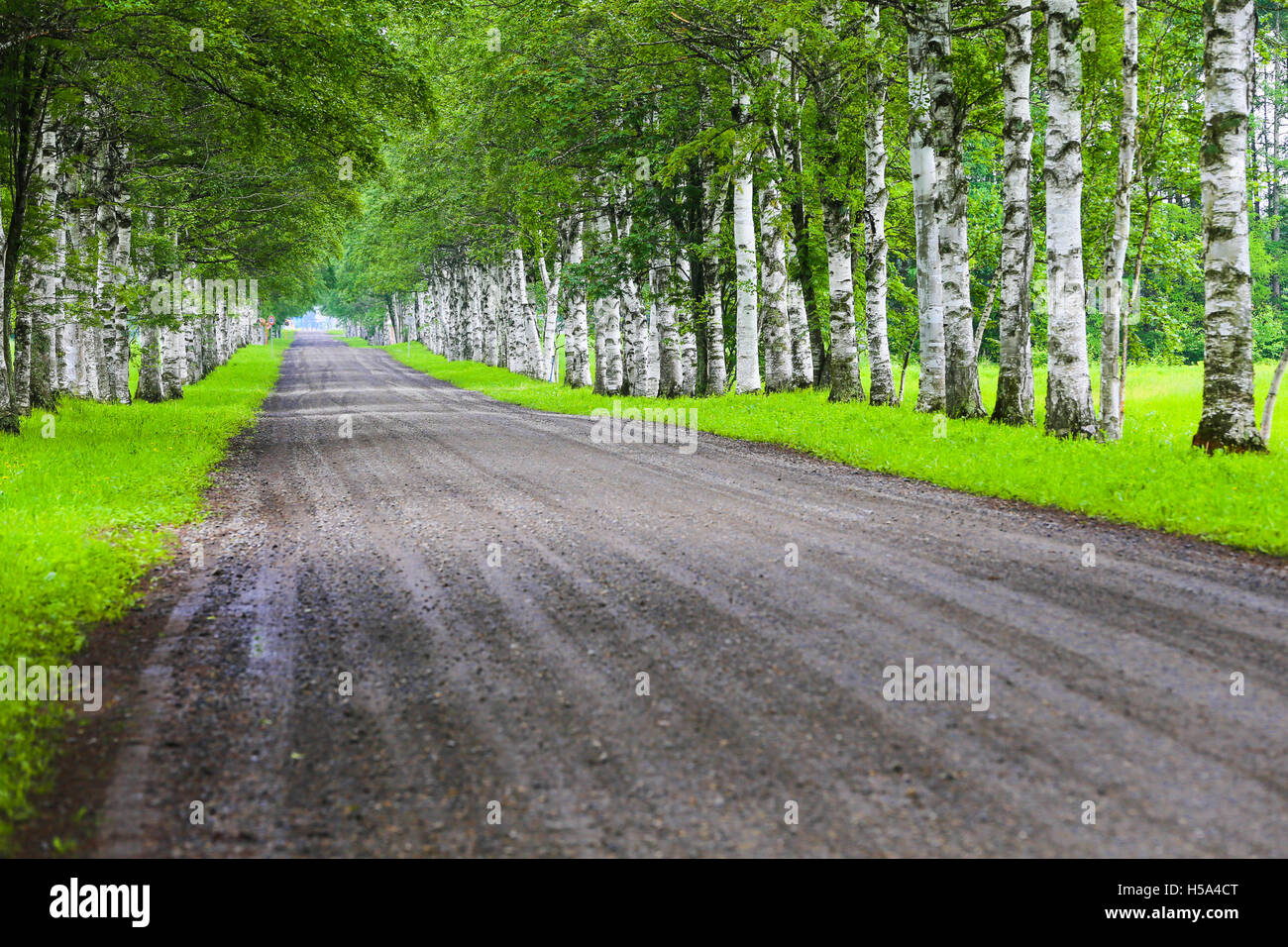Birch tree lined street Stock Photo - Alamy