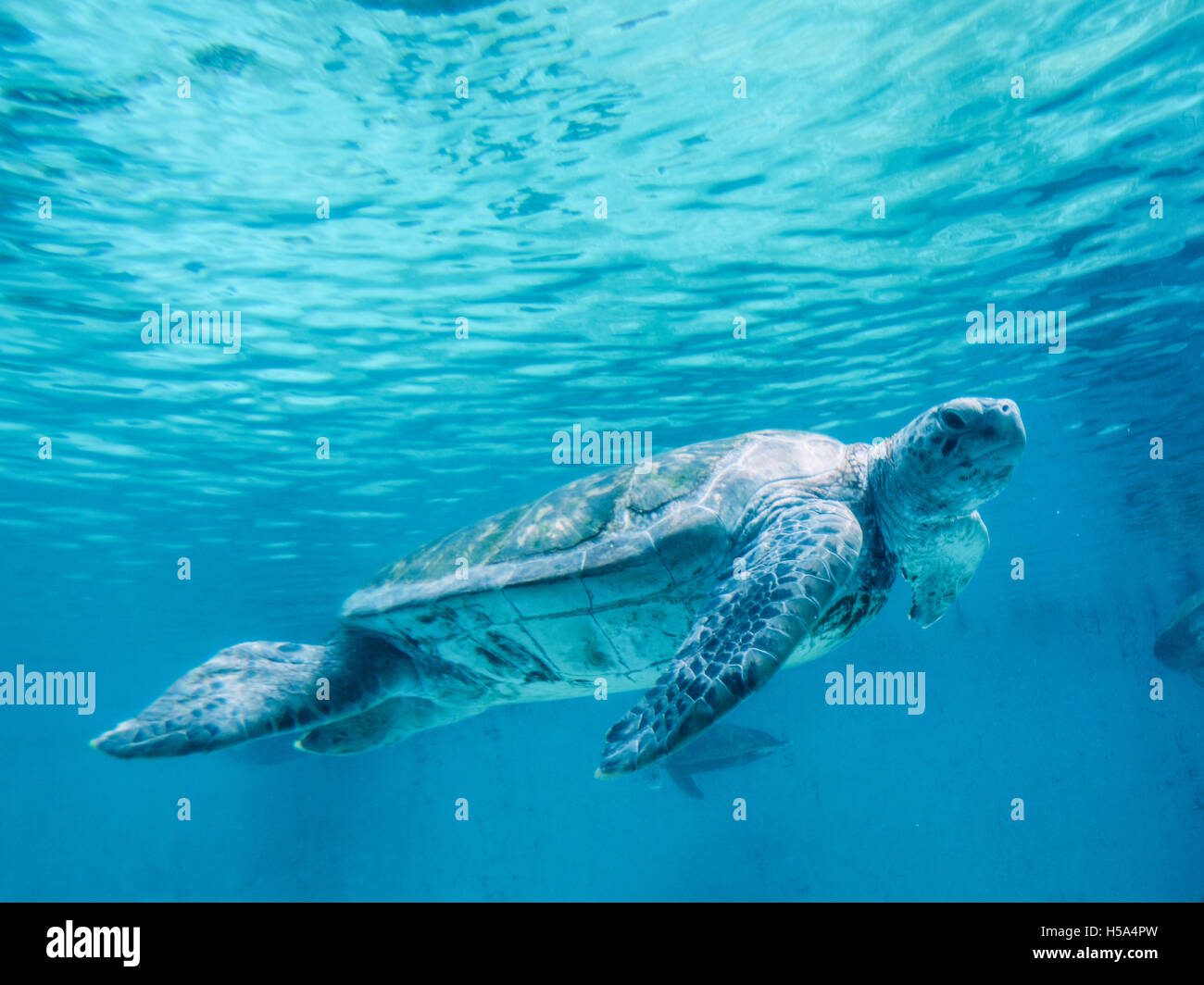 Sea turtle okinawa japan hi-res stock photography and images - Alamy