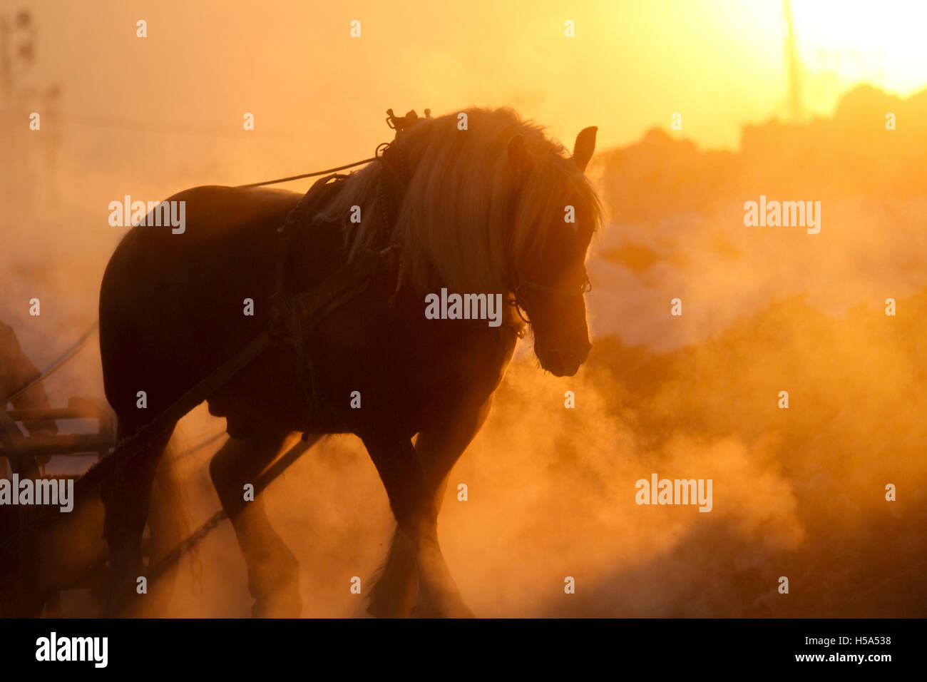 Breaking horses in the morning Stock Photo - Alamy