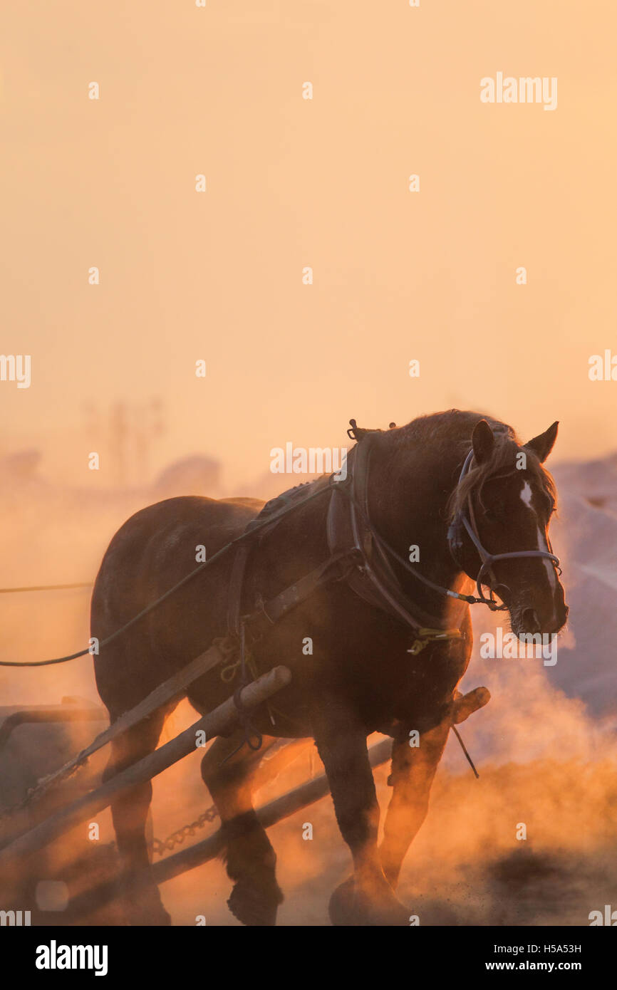 Breaking horses in the morning Stock Photo - Alamy