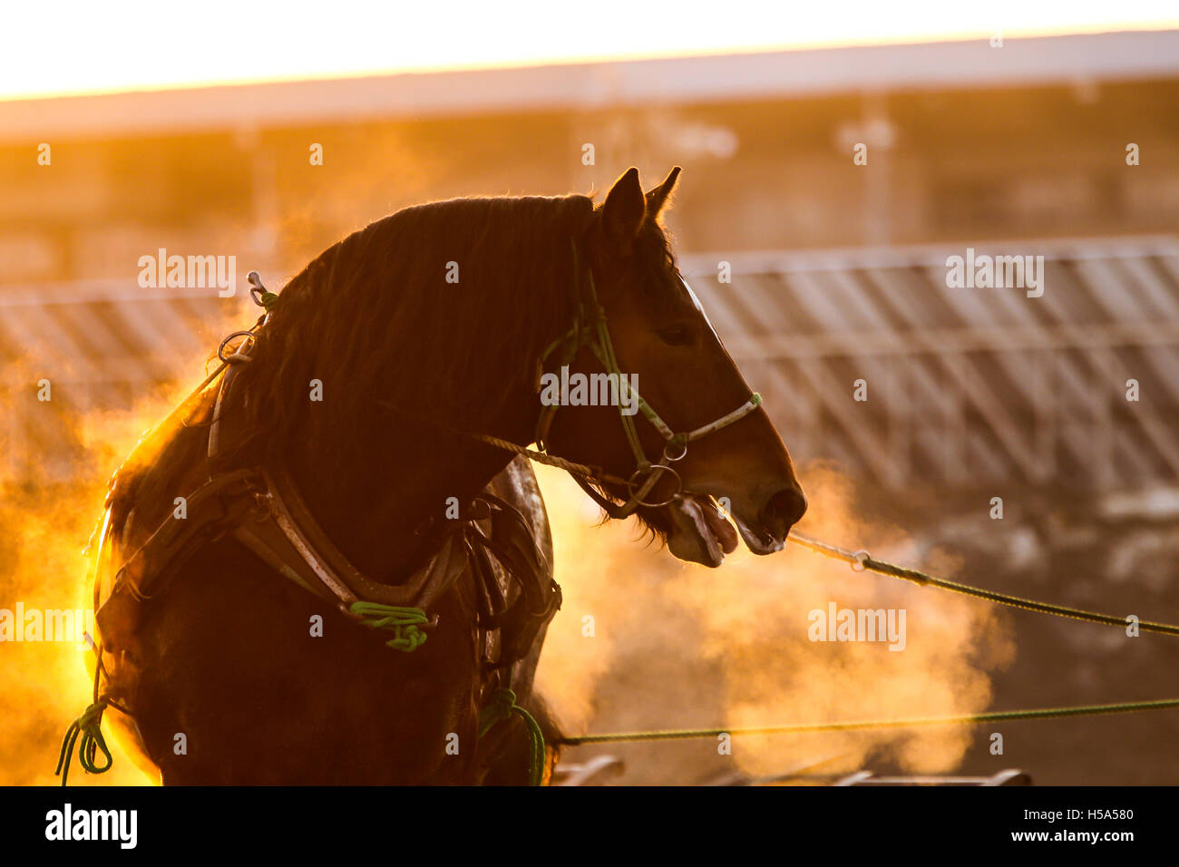 Breaking horse hi-res stock photography and images - Alamy