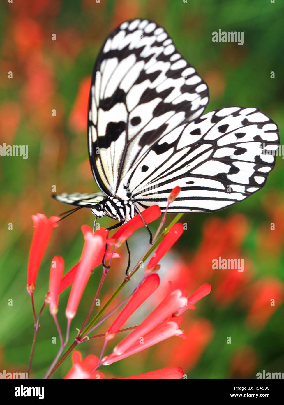 Tree nymph butterfly Stock Photo - Alamy