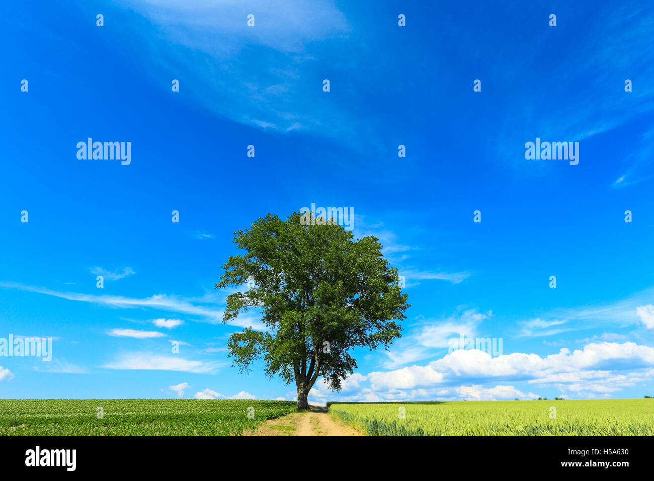 Landscape in Biei Stock Photo - Alamy
