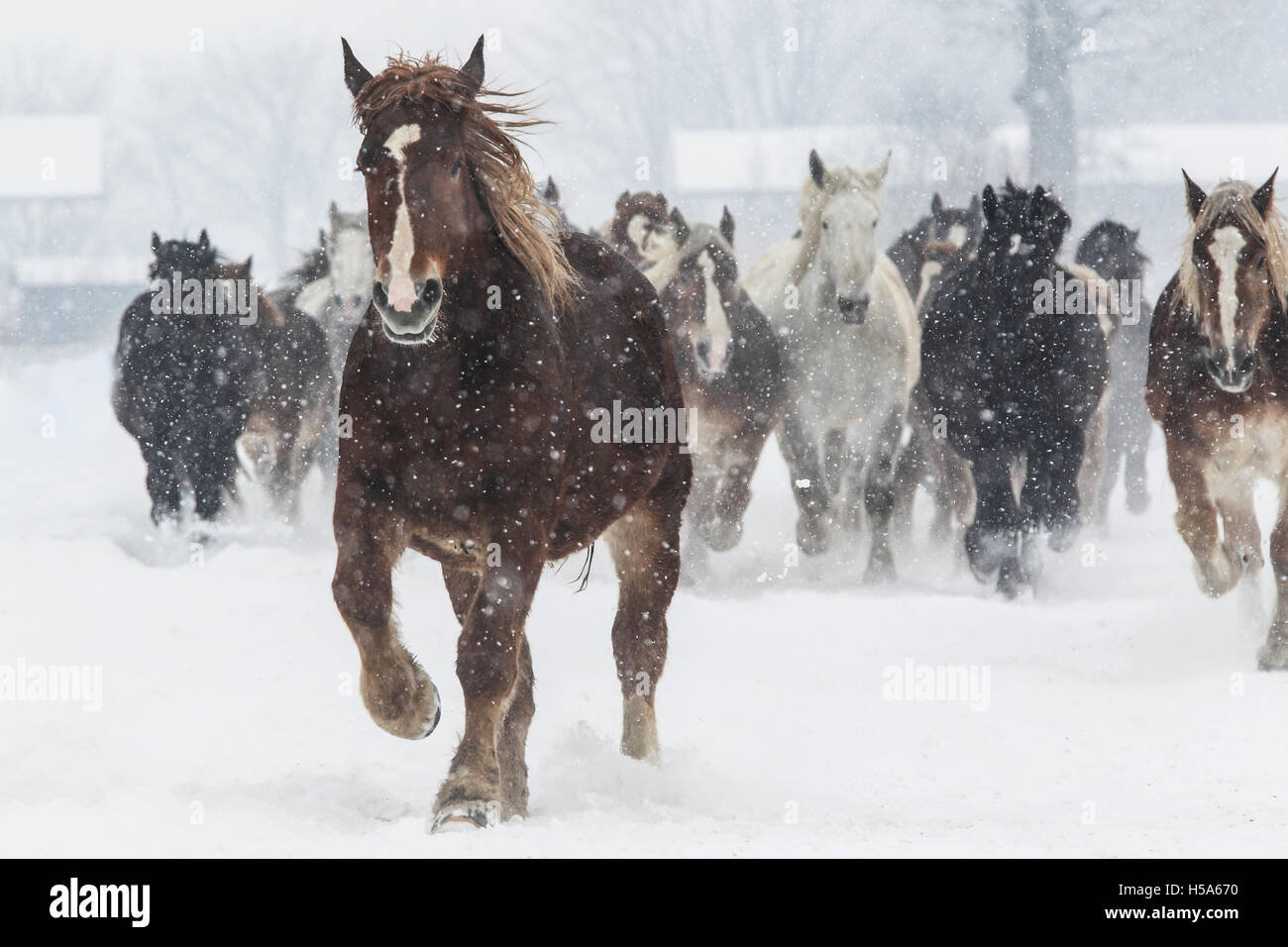 Horses running on the snow field Stock Photo - Alamy