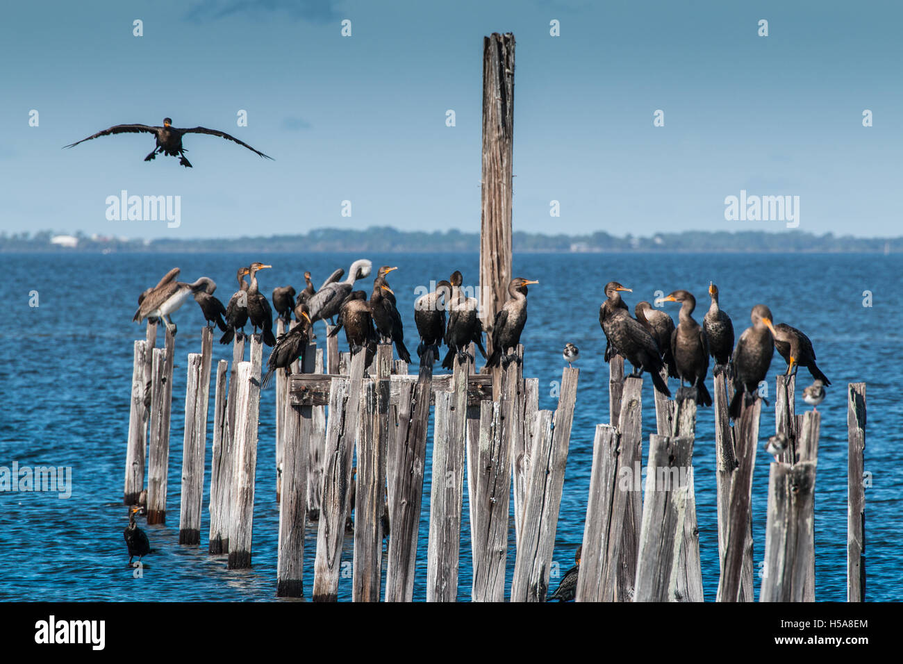 Birds landing on water hi-res stock photography and images - Alamy