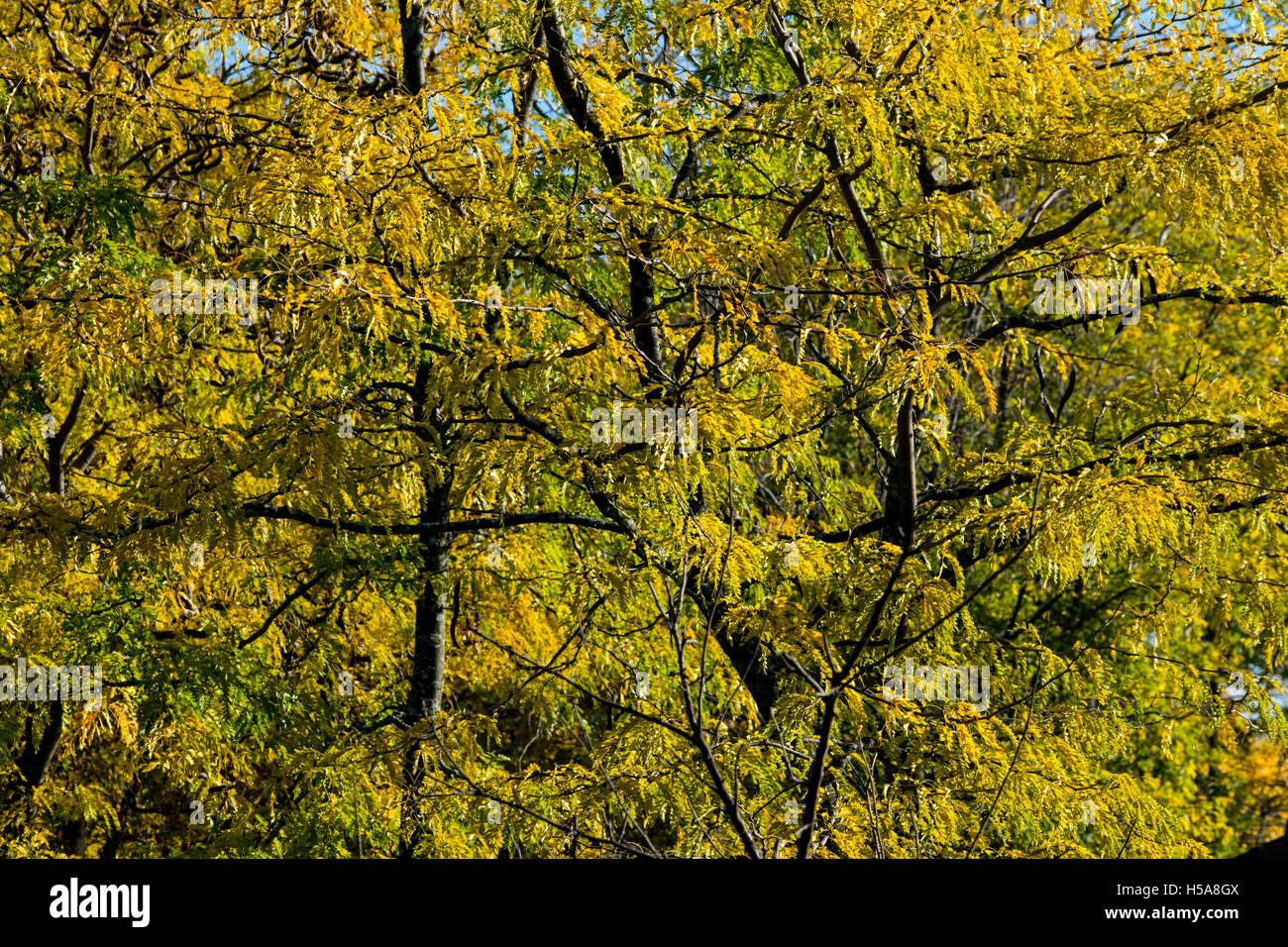 Coloured fall foliage hi-res stock photography and images - Alamy