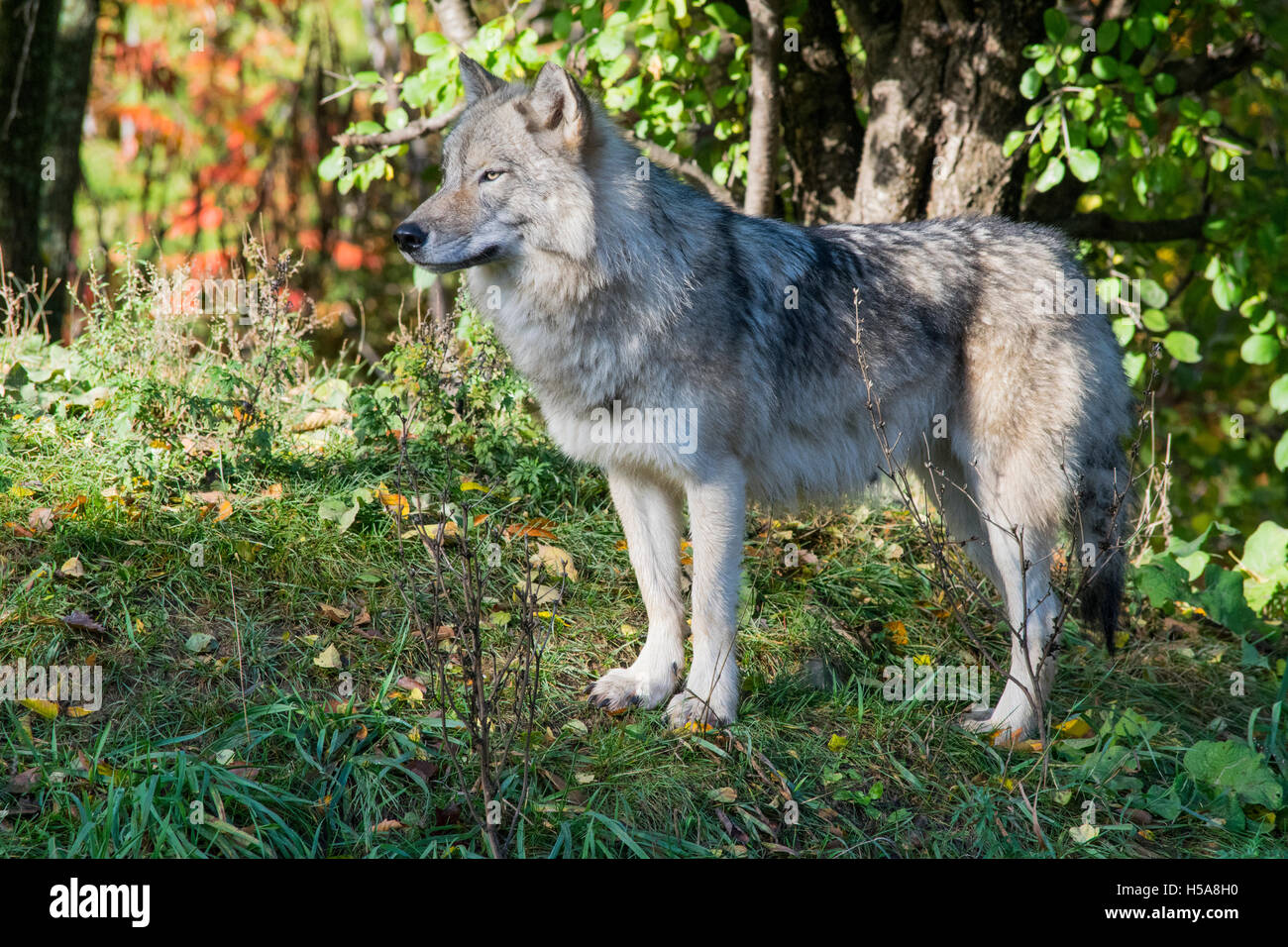 A Timber Wolf at the Ecomuseum Stock Photo - Alamy