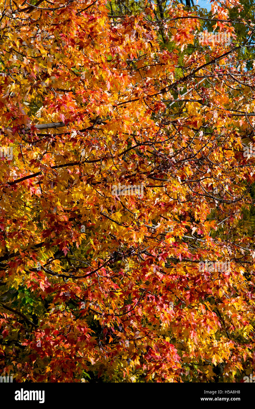 Coloured leaves hi-res stock photography and images - Alamy