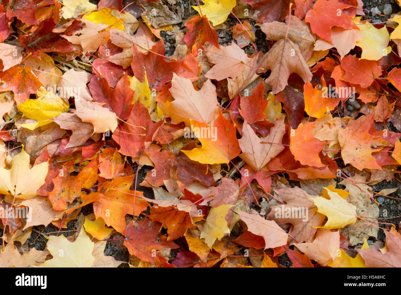 The fallen leaves of autumn hi-res stock photography and images - Alamy
