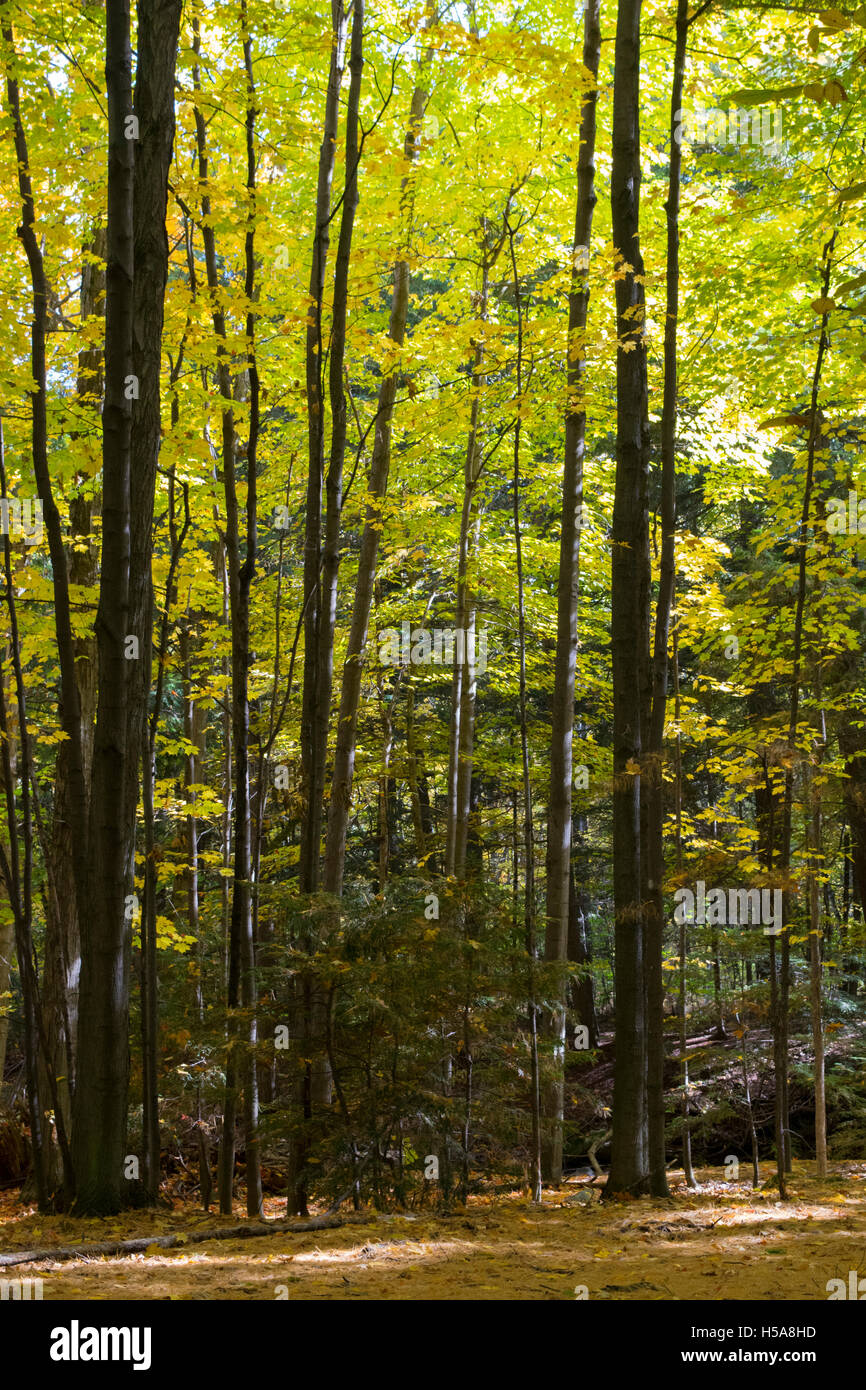 A forest in fall Stock Photo - Alamy