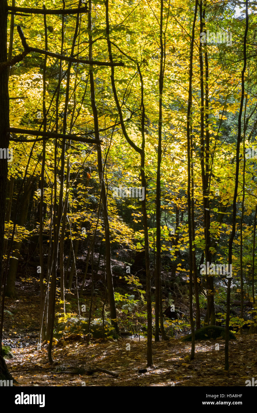 A forest in fall Stock Photo - Alamy