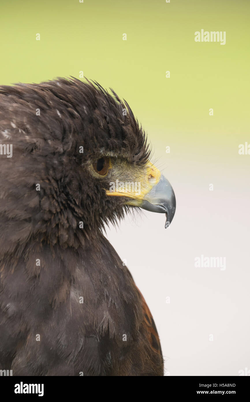 Falconry demonstration at Berkeley Castle in Gloucestershire,England ...