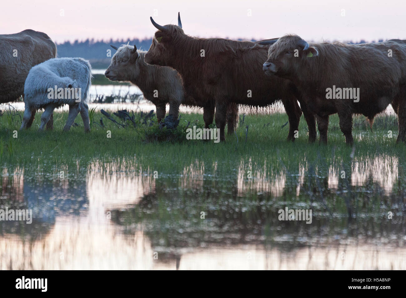 Wild cows in Lake Engure Nature Park Latvia Stock Photo - Alamy
