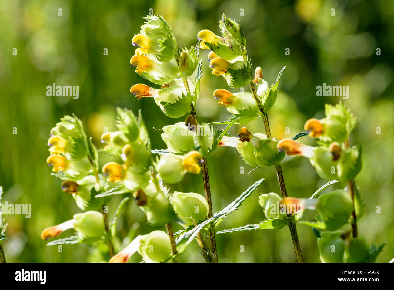 Yellow rattle Rhinanthus minor Stock Photo - Alamy