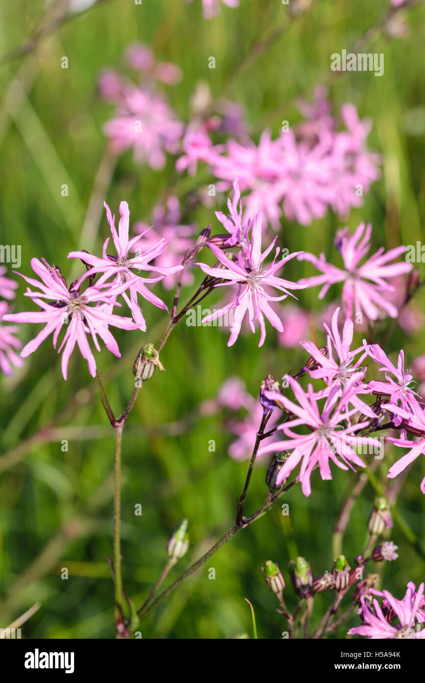 Ragged robin Lychnis flos-cuculi Stock Photo - Alamy