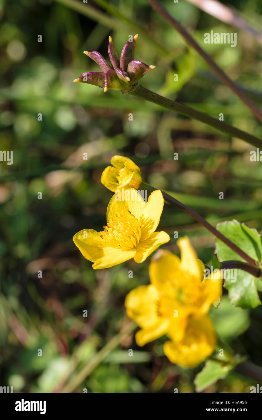 Lesser Spearwort Ranunculus flammula Stock Photo - Alamy