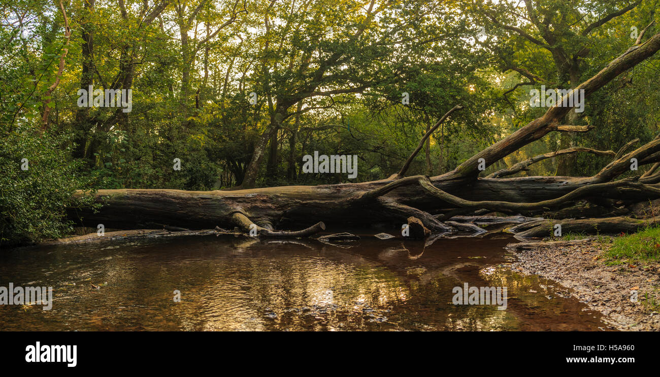 The peace river forest hi-res stock photography and images - Alamy
