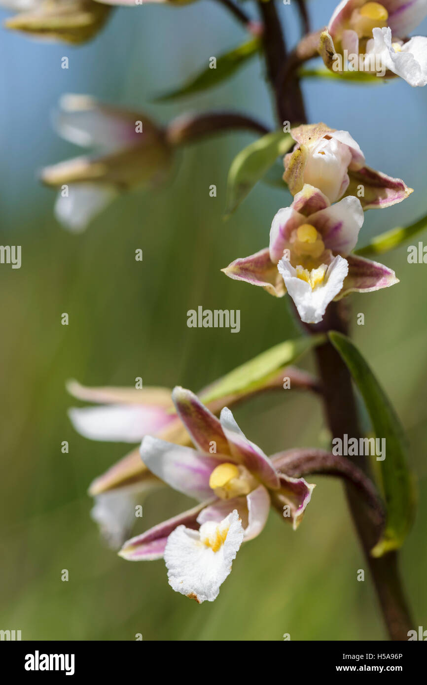 Marsh Helleborine Epipactis palustris Stock Photo - Alamy