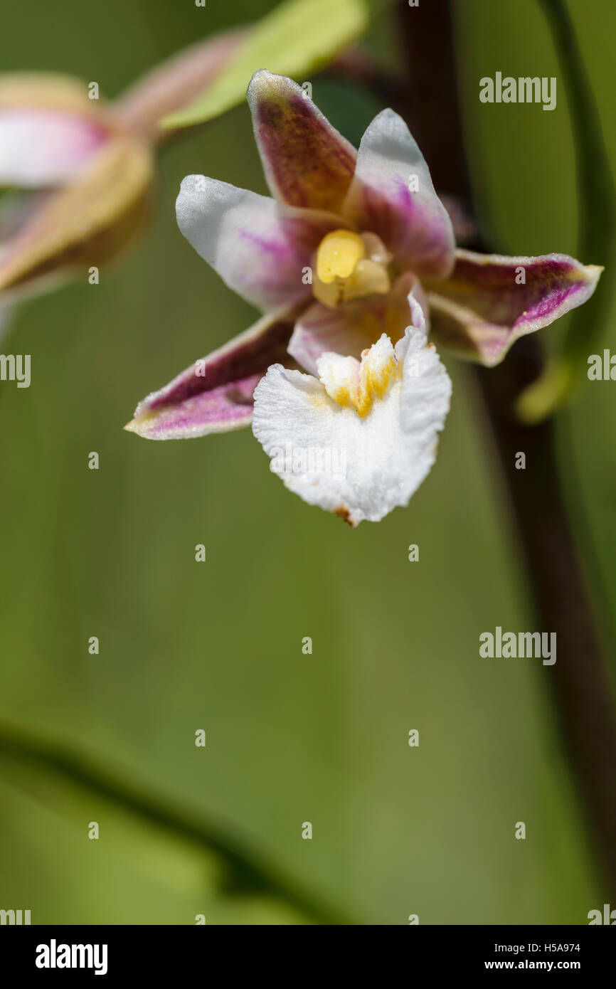 Marsh Helleborine Epipactis palustris Stock Photo - Alamy