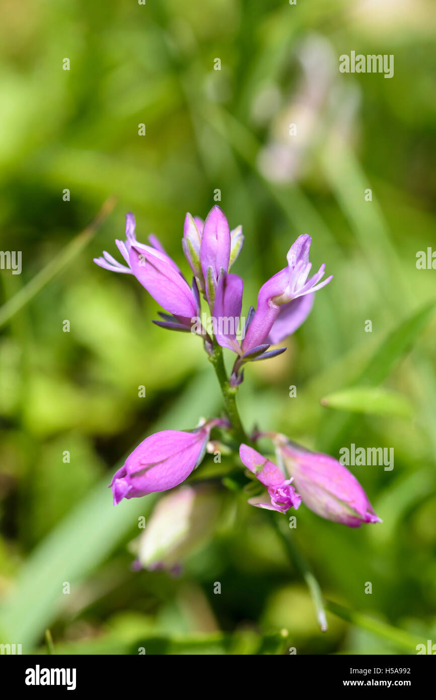 Common Milkwort Polygala vulgaris Stock Photo - Alamy