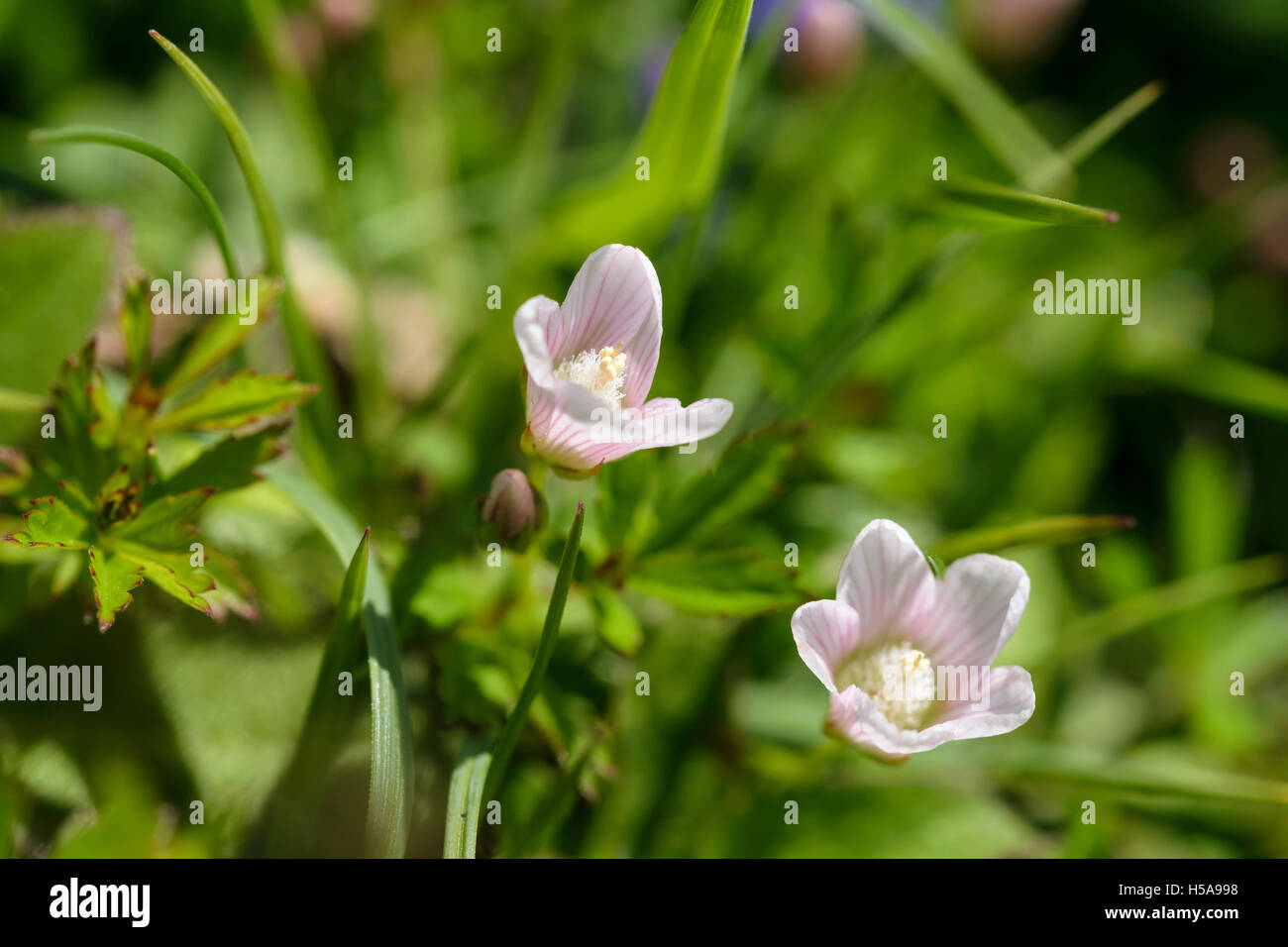 Bog Pimpernel Anagallis tenella Stock Photo - Alamy