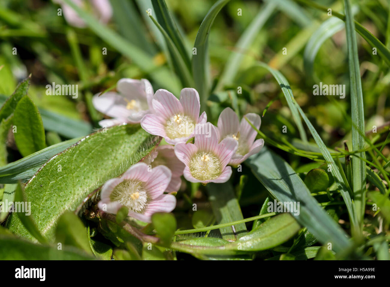 Bog Pimpernel Anagallis tenella Stock Photo - Alamy