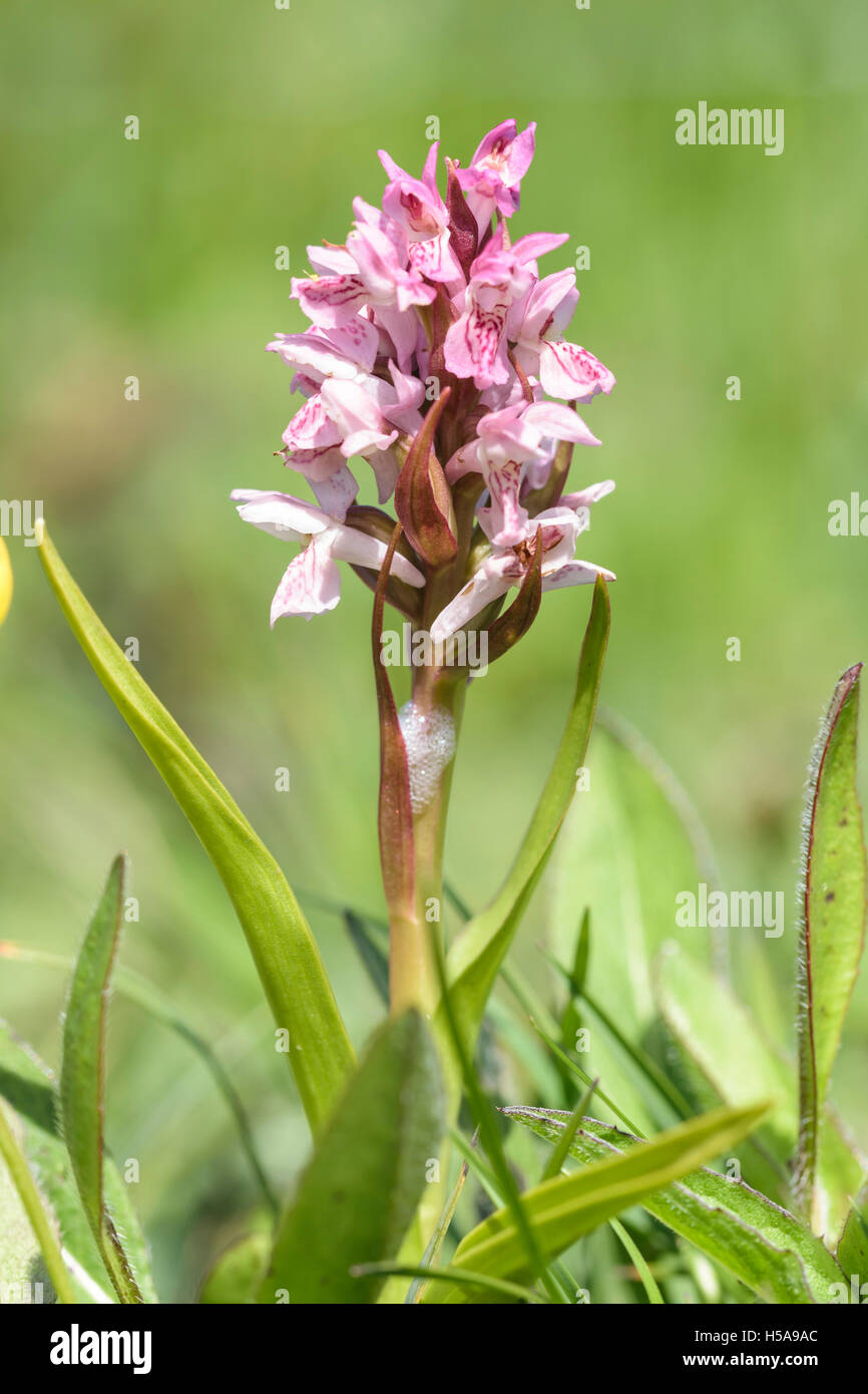 Early Marsh orchid Dactylorhiza incarnata Stock Photo - Alamy