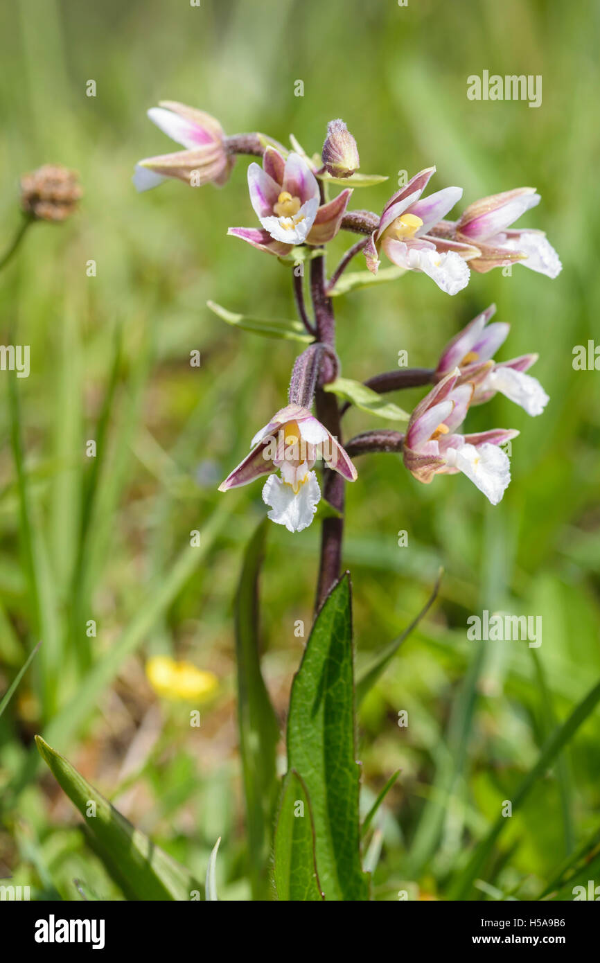Marsh Helleborine Epipactis palustris Stock Photo - Alamy