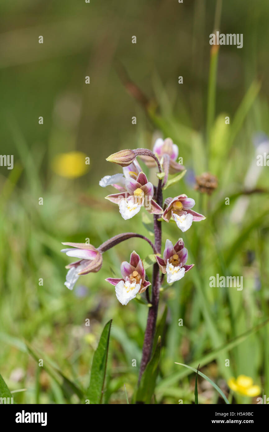 Marsh Helleborine Epipactis palustris Stock Photo - Alamy