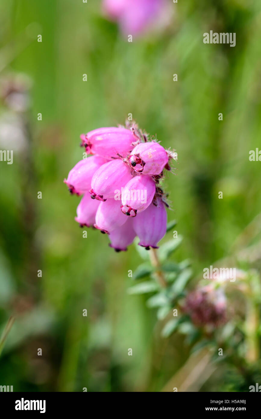 Cross leaved Heath Erica tetralix Stock Photo - Alamy