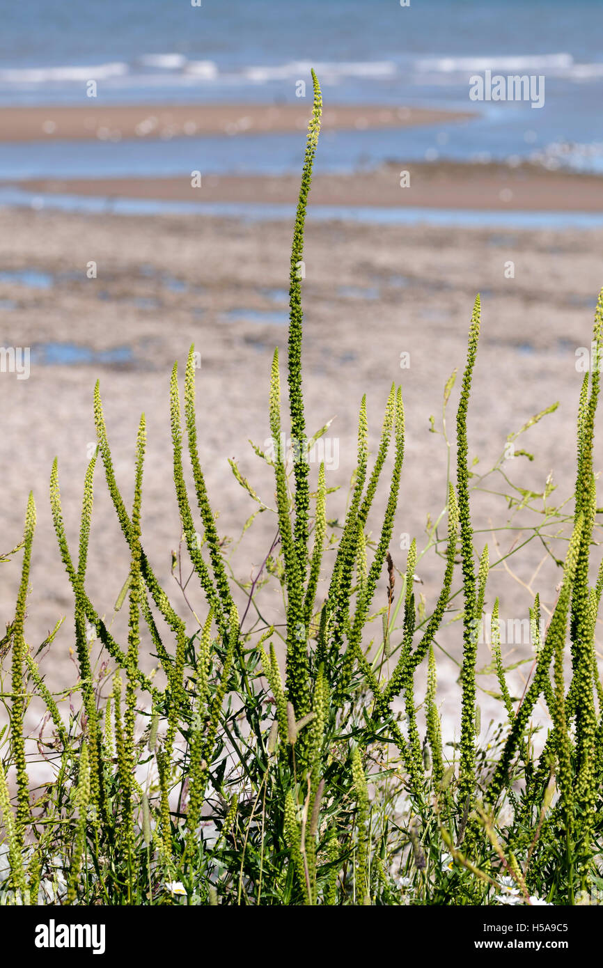 Reseda luteola dye hi-res stock photography and images - Alamy