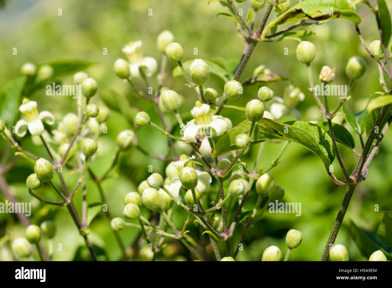 Clematis buds hi-res stock photography and images - Alamy