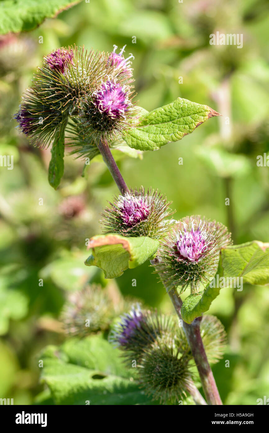 Lesser Burdock Arctium minus Stock Photo - Alamy