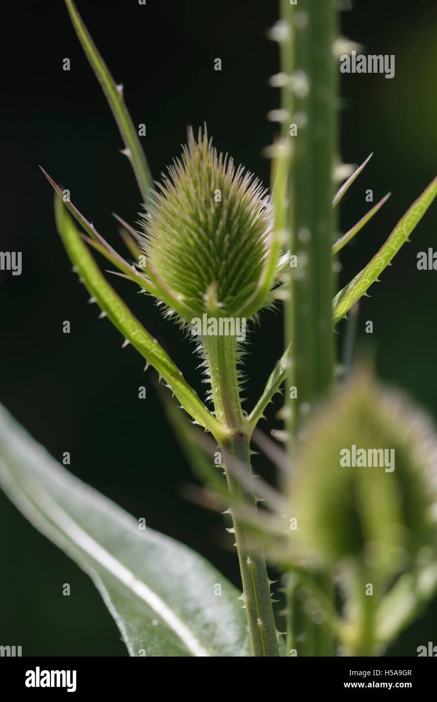 Wild teasel Dipsacus fullonum cultivated teasel is used in the textile ...