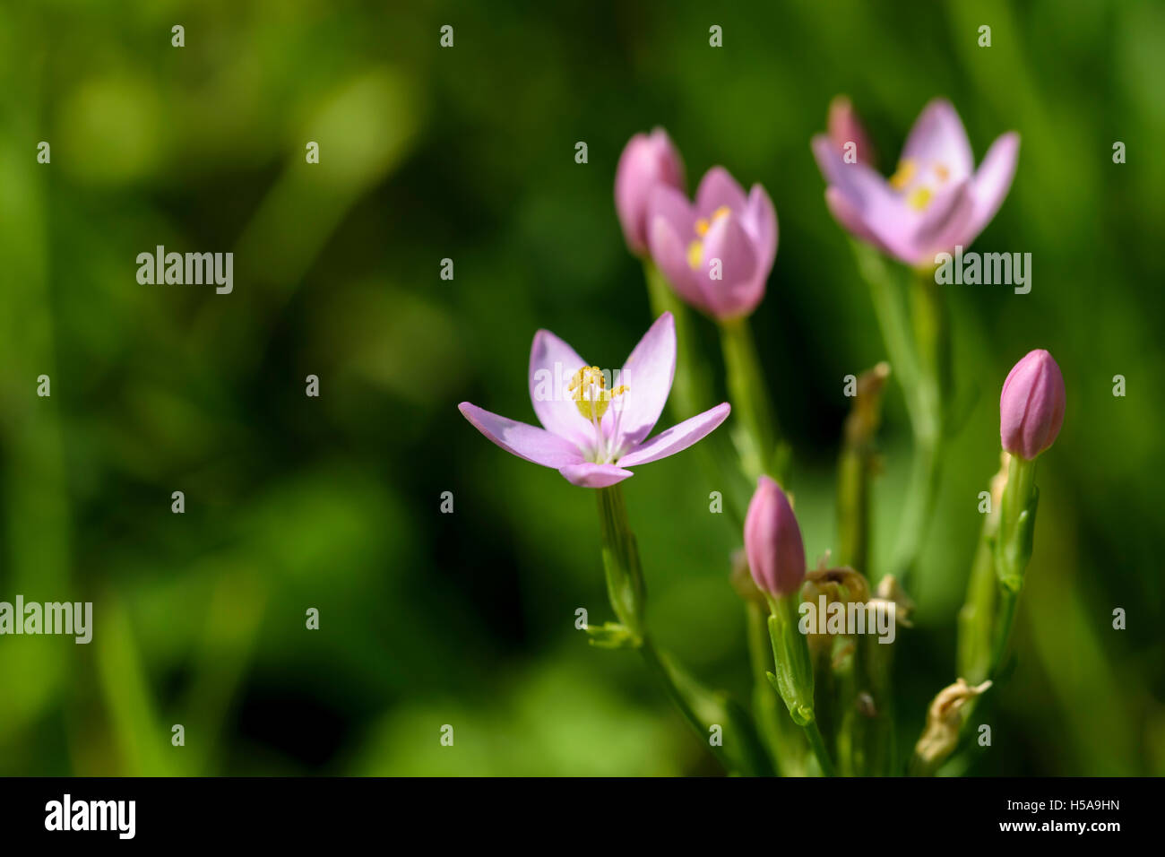 Common Centaury Centaurium erythraea Stock Photo - Alamy