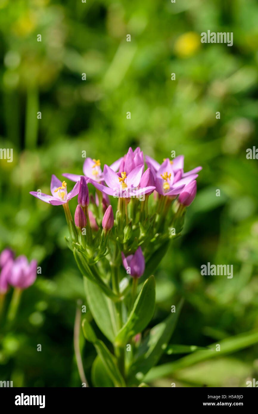 Common Centaury Centaurium erythraea Stock Photo - Alamy