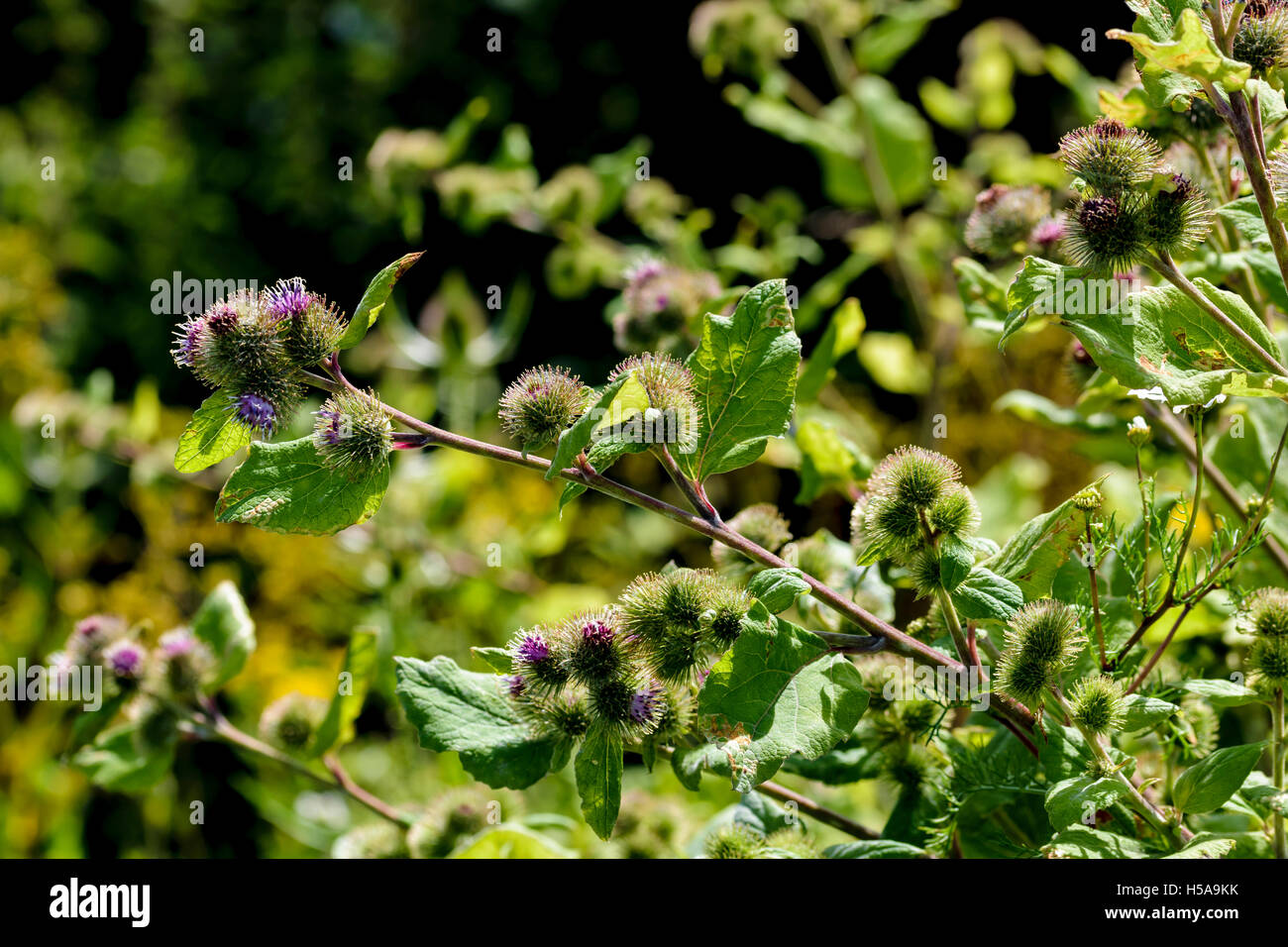 Lesser Burdock Arctium minus Stock Photo - Alamy