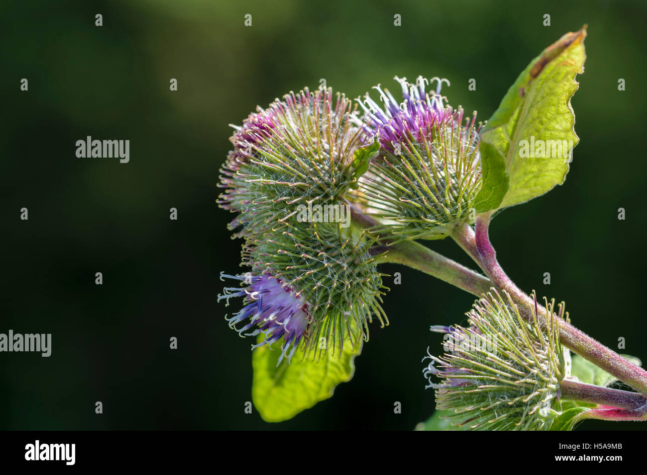 Lesser Burdock Arctium minus Stock Photo - Alamy