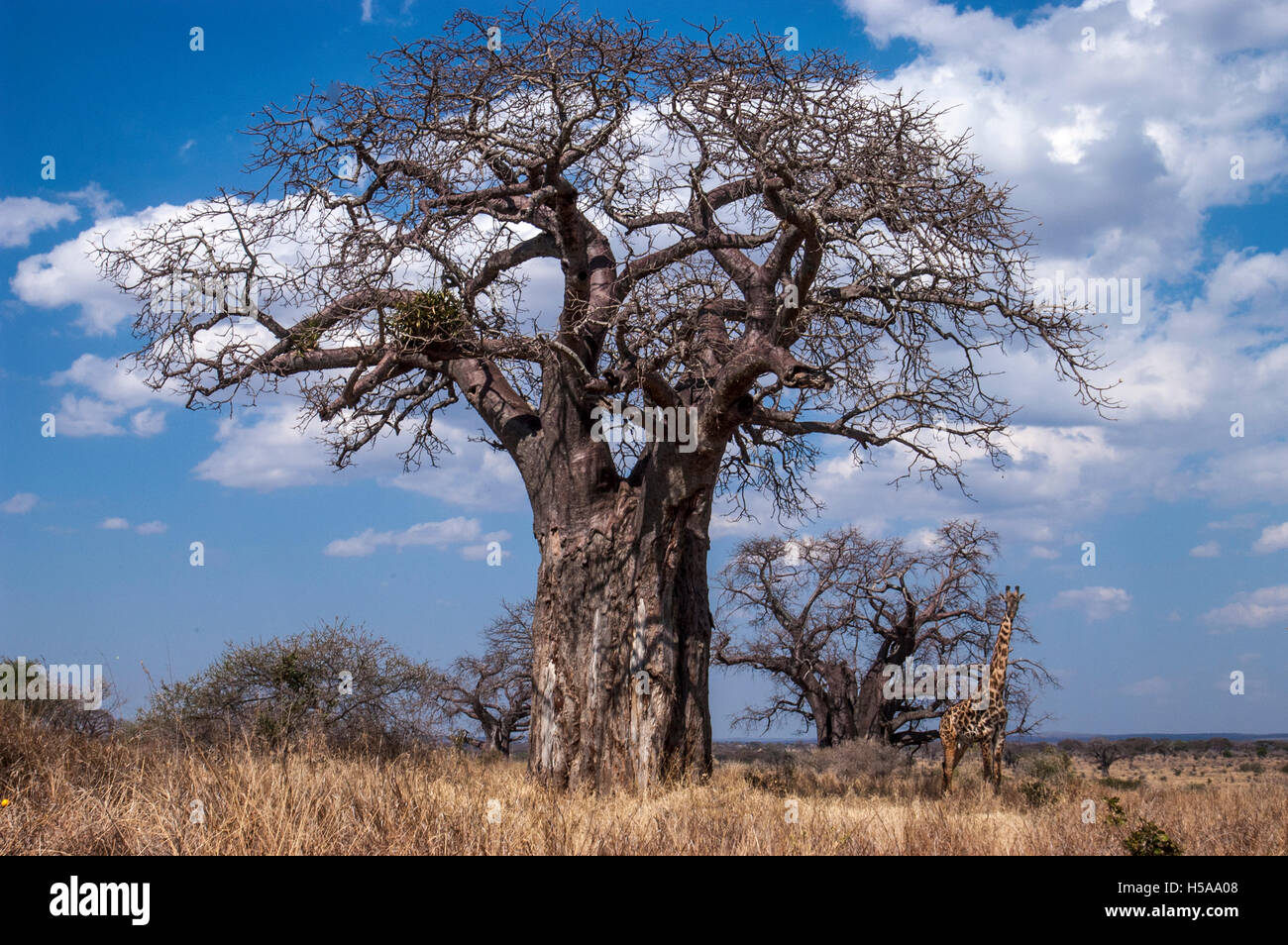 Giraffe (Giraffa camelopardalis) standing next to a Baobab tree ...
