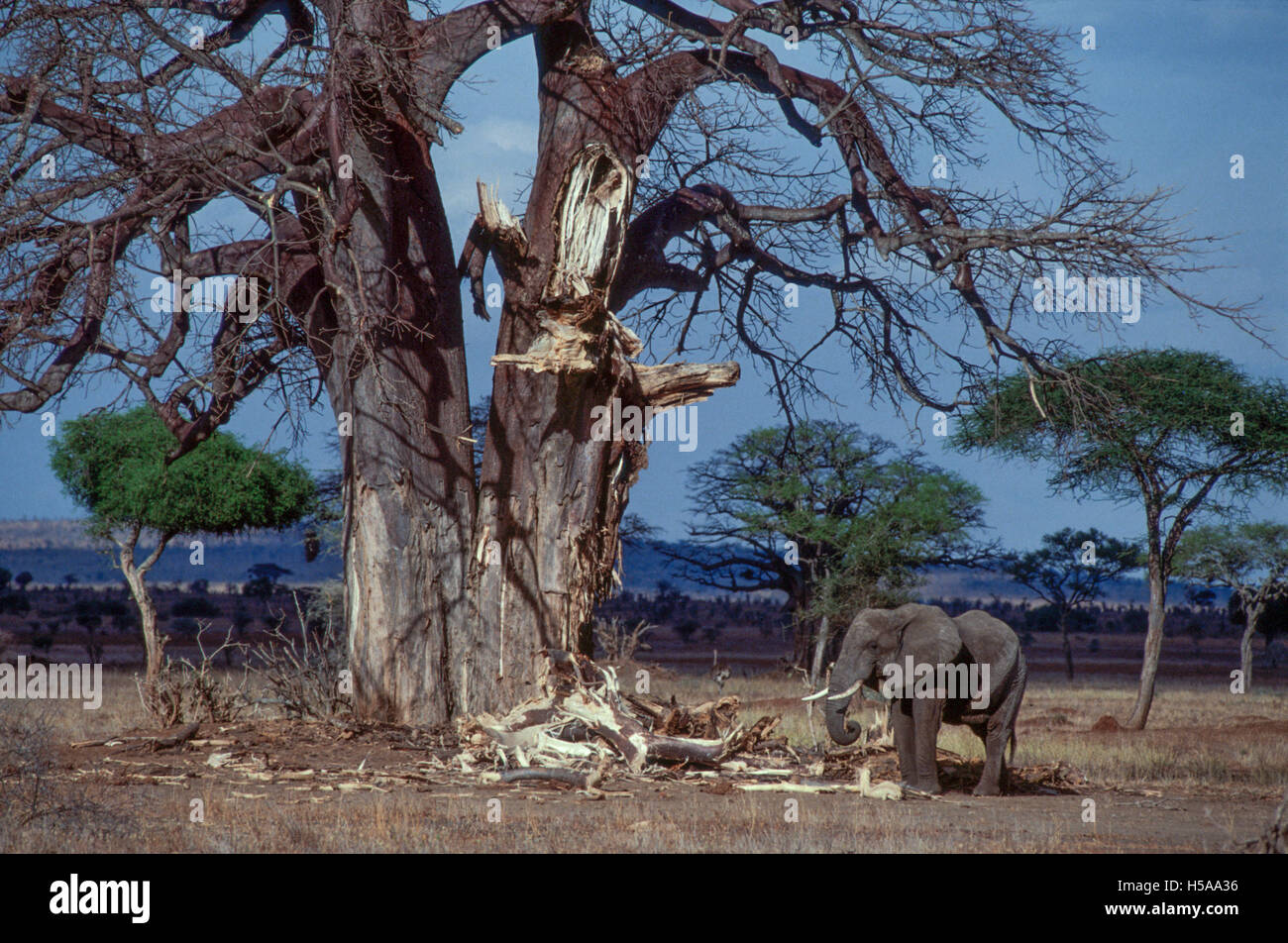 Elephant (Loxodonta africana) breaking and feeding on a Baobab tree ...