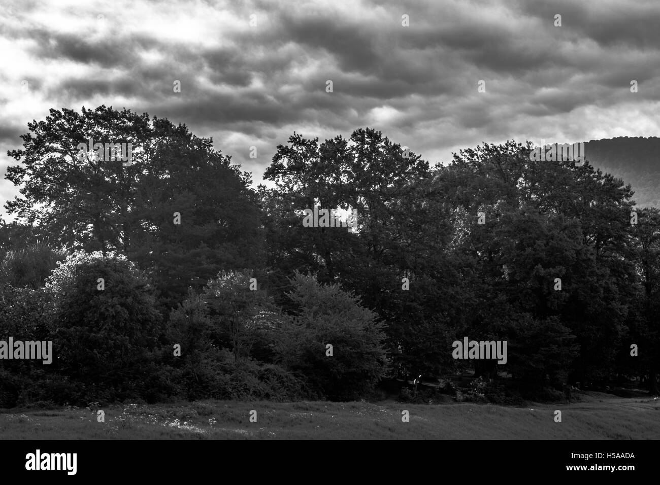 trees and sky B&W Stock Photo - Alamy
